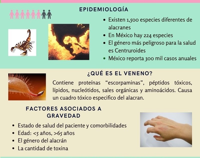Qué Comen Los Alacranes Una Exploración De Su Dieta Guia Animal
