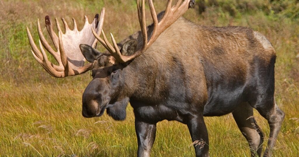 Qué comen los alces y cómo afecta su dieta a su supervivencia | Guia Animal