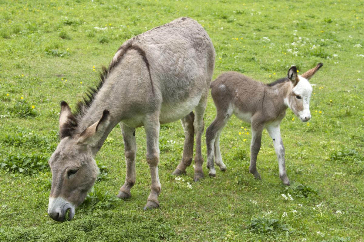 Qué comen los asnos y cómo afecta su dieta a su salud | Guia Animal