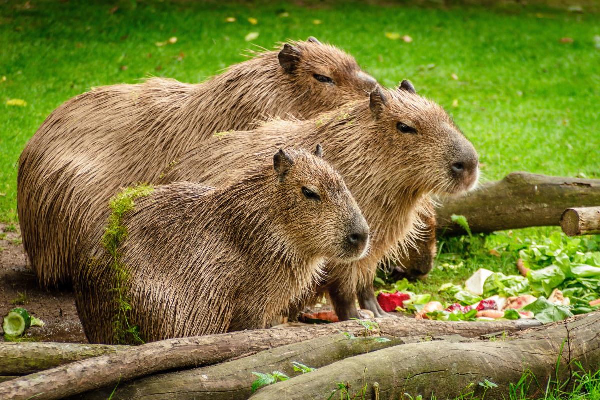 Qué comen los capibaras en su hábitat natural y en cautiverio | Guia Animal