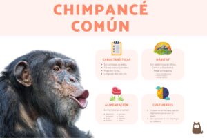 Qué comen los changos y cómo influye su dieta en su supervivencia ...