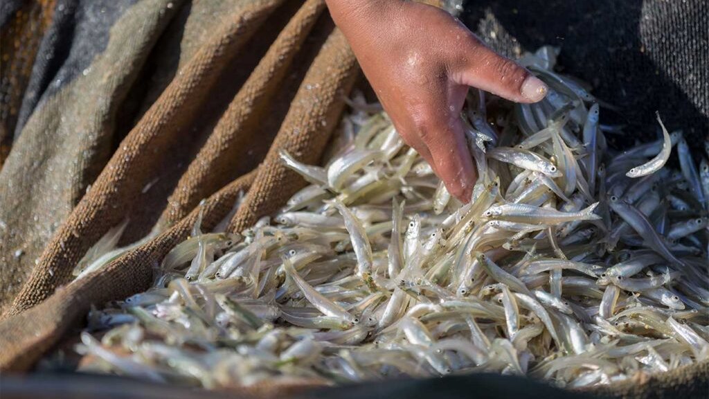 Qué comen los charales y cómo afecta su dieta a su desarrollo | Guia Animal
