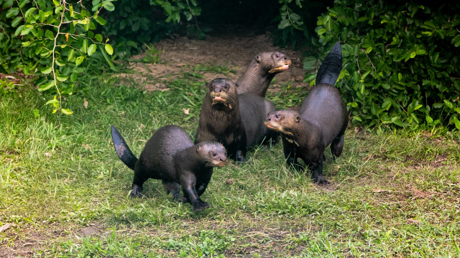 Qué comen los coatis y cómo influye su dieta en su supervivencia | Guia ...