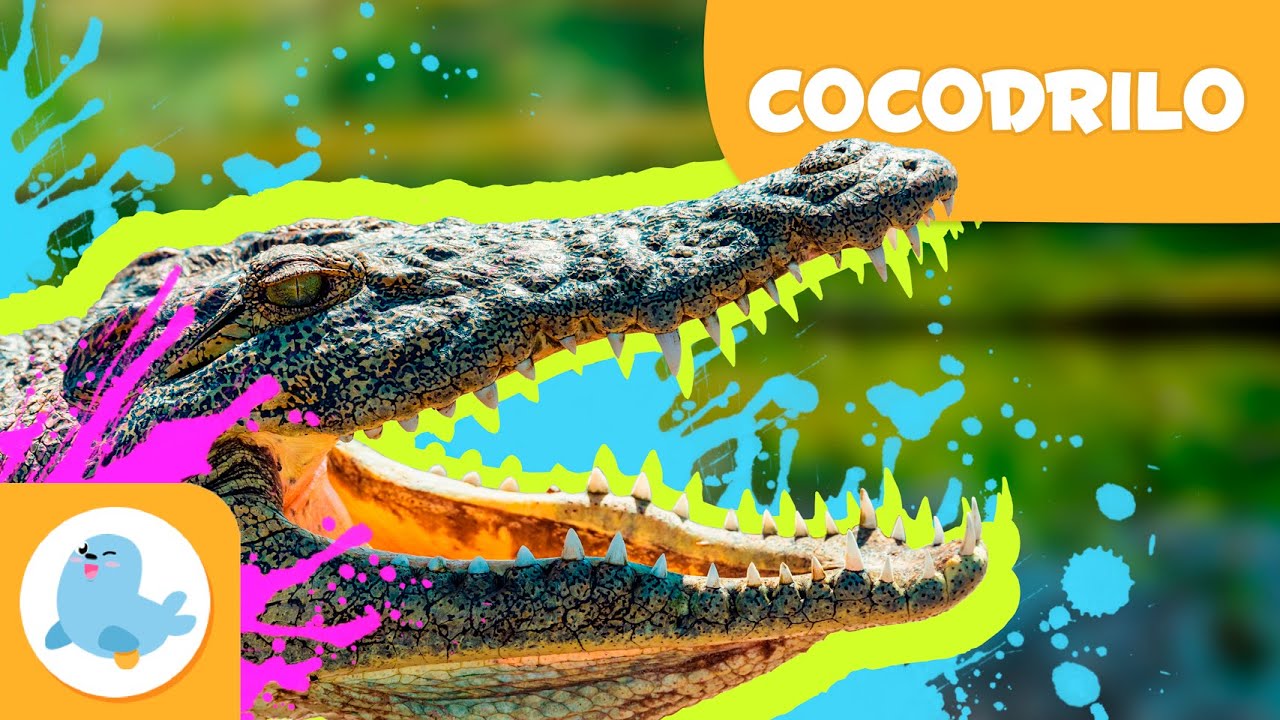 Qué comen los cocodrilos – Una exploración de su dieta | Guia Animal
