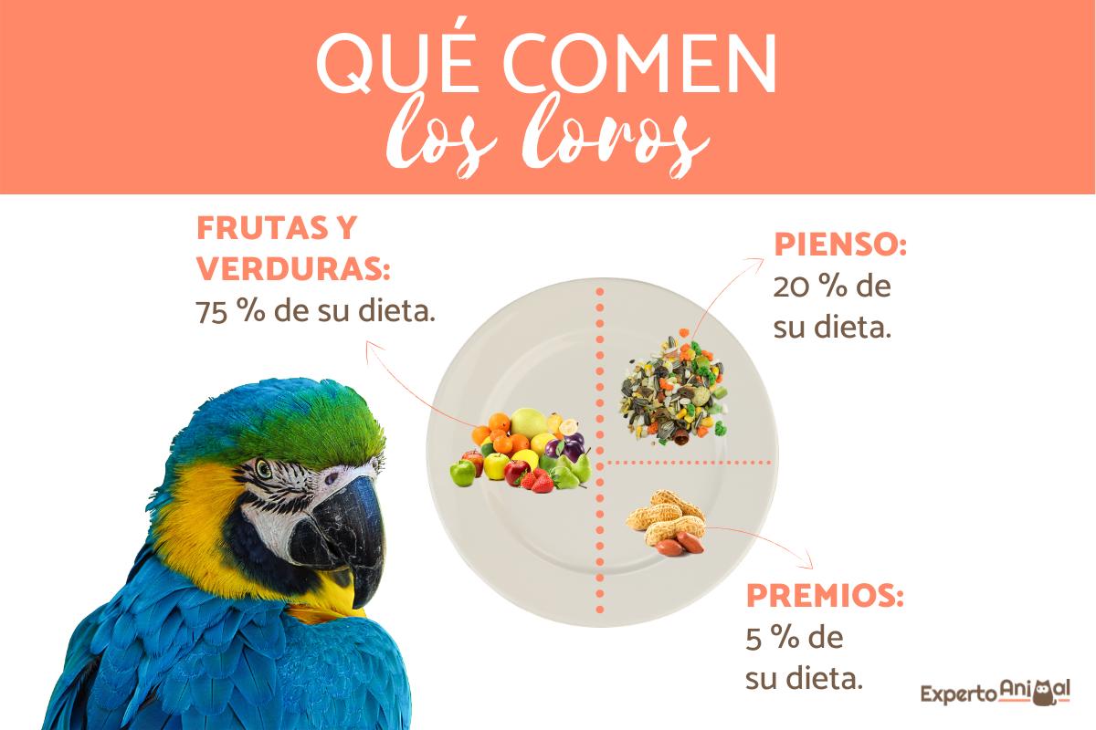 Qué comen los cotorros y cómo afecta su dieta a su salud | Guia Animal