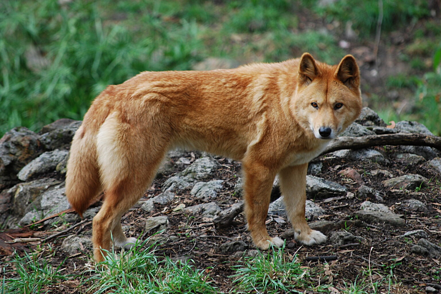 Qué comen los lobos para sobrevivir en su hábitat | Guia Animal