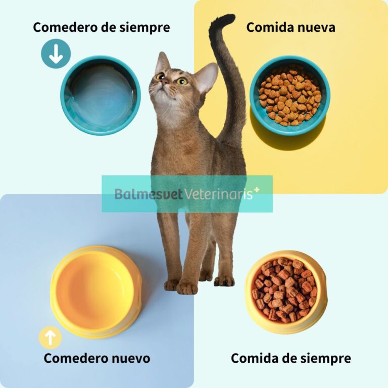 Qué comen los gatos para una dieta óptima y saludable | Guia Animal
