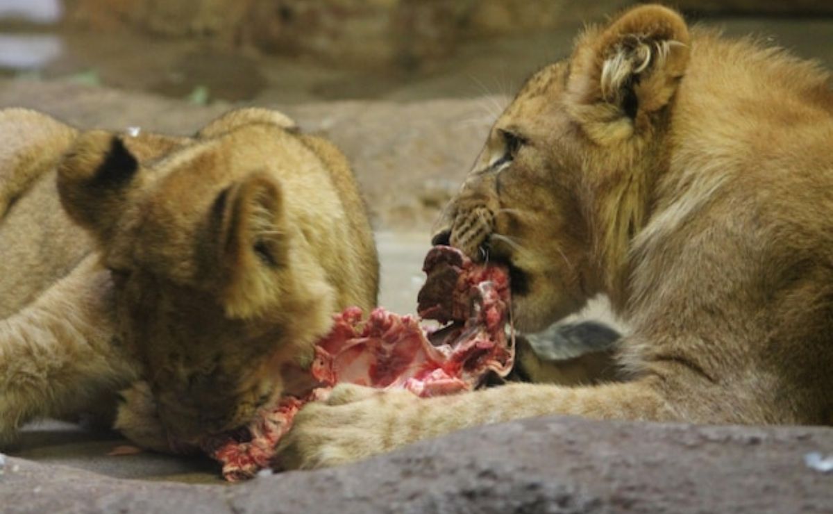 Qué comen los leones en su hábitat natural y en cautiverio | Guia Animal