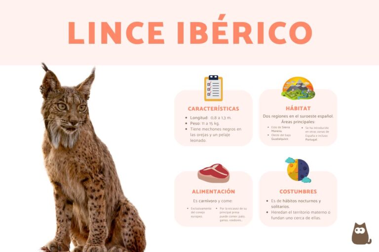 Qué comen los linces para sobrevivir en su hábitat natural | Guia Animal