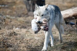 Qué comen los lobos para sobrevivir en su hábitat | Guia Animal