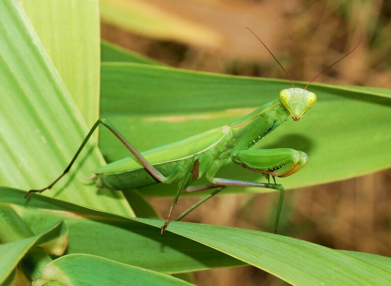 Qué comen los mantis religiosos y cómo influye su dieta en su ...