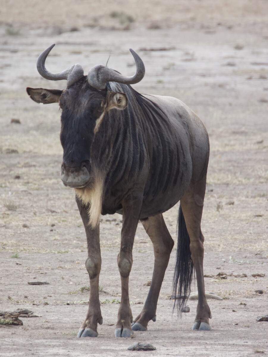 Qué comen los ñus y cómo afecta su dieta a su supervivencia | Guia Animal