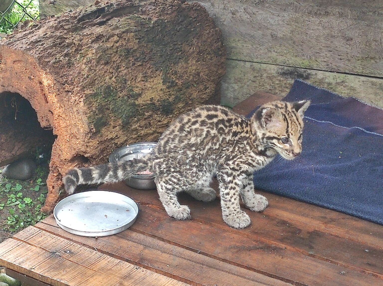 Qué comen los ocelotes – Una mirada a su dieta | Guia Animal