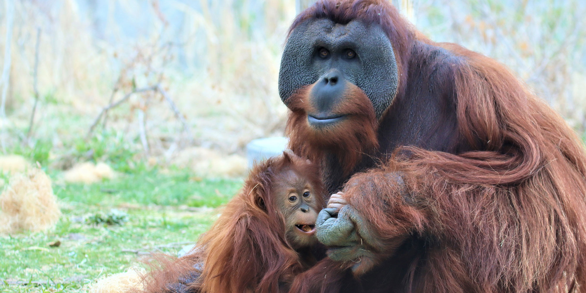 Qué comen los orangutanes en su hábitat natural y en cautiverio | Guia ...