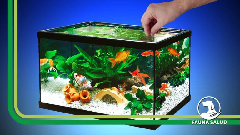 Qué comen los peces – Una guía completa sobre la alimentación de los ...