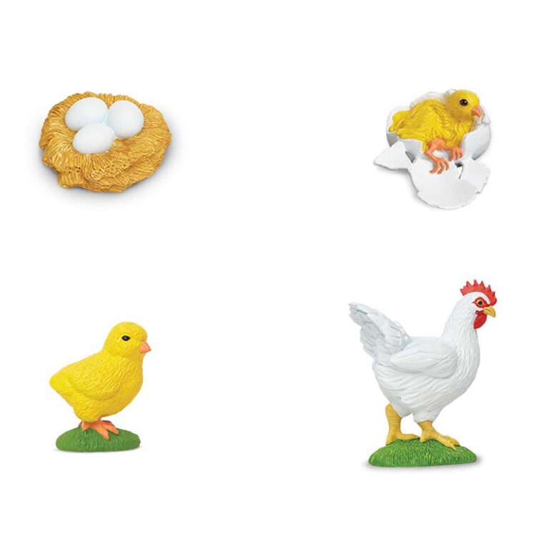 Qué comen los pollitos desde que nacen hasta su desarrollo completo ...