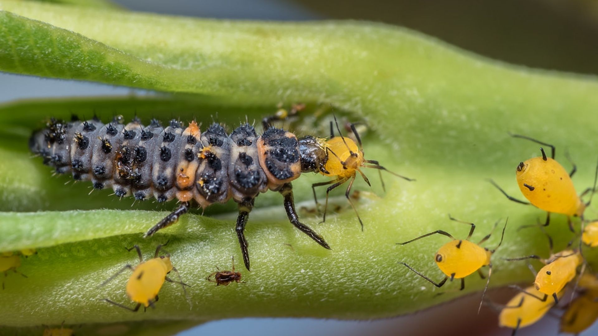 Qué comen los pulgones y cómo afecta su dieta a las plantas | Guia Animal