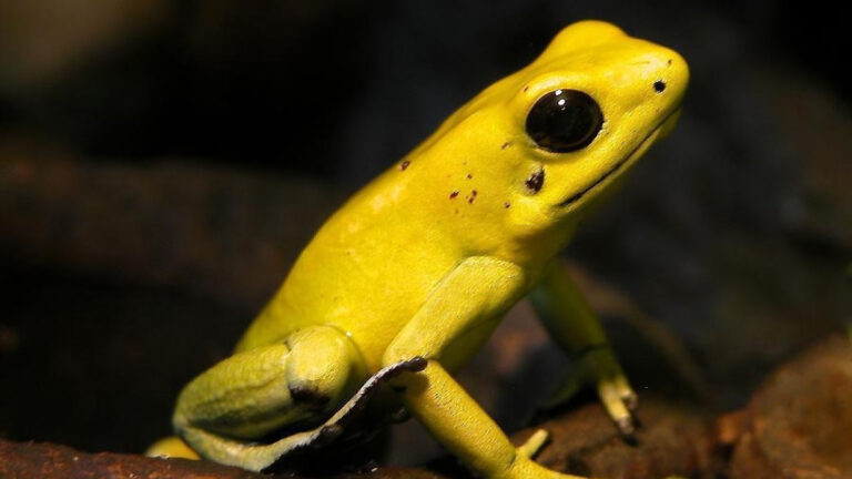 20 animales venenosos: los más letales del planeta | Guia Animal