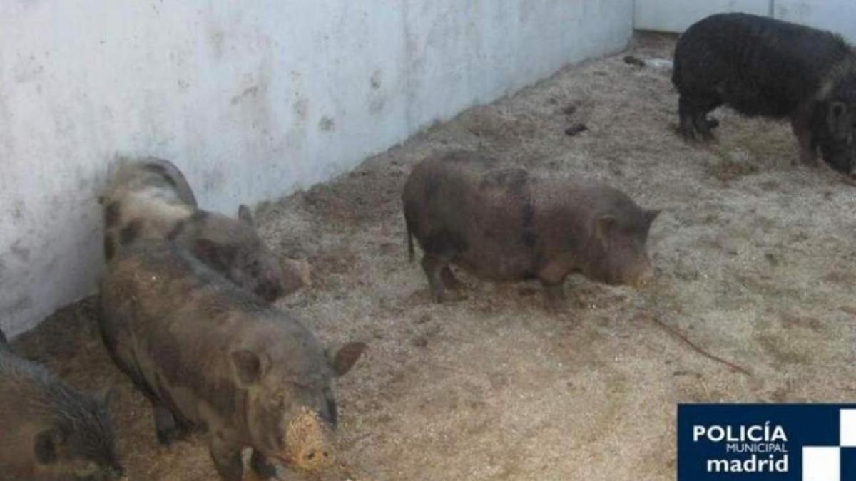 Cerdoli: híbrido invasor jabalí-cerdo en españa y su impacto | Guia Animal