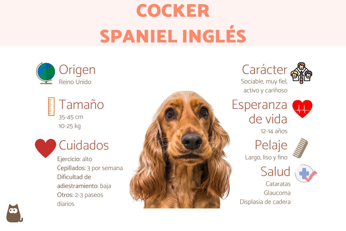 Cómo elegir entre los diferentes tipos de cocker según su tamaño y raza ...