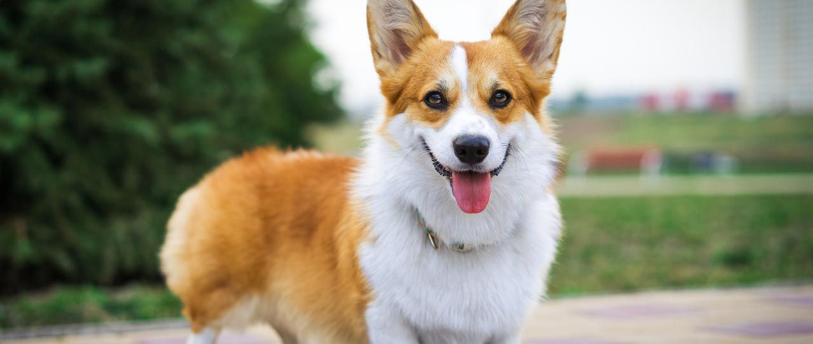 Cómo elegir la raza de perro Corgi galés de Pembroke ideal | Guia Animal