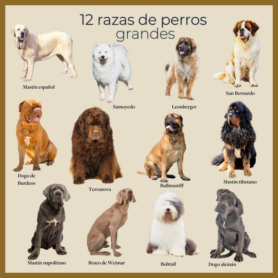 Cómo elegir la raza de perros cazadores orejones ideal para ti | Guia ...