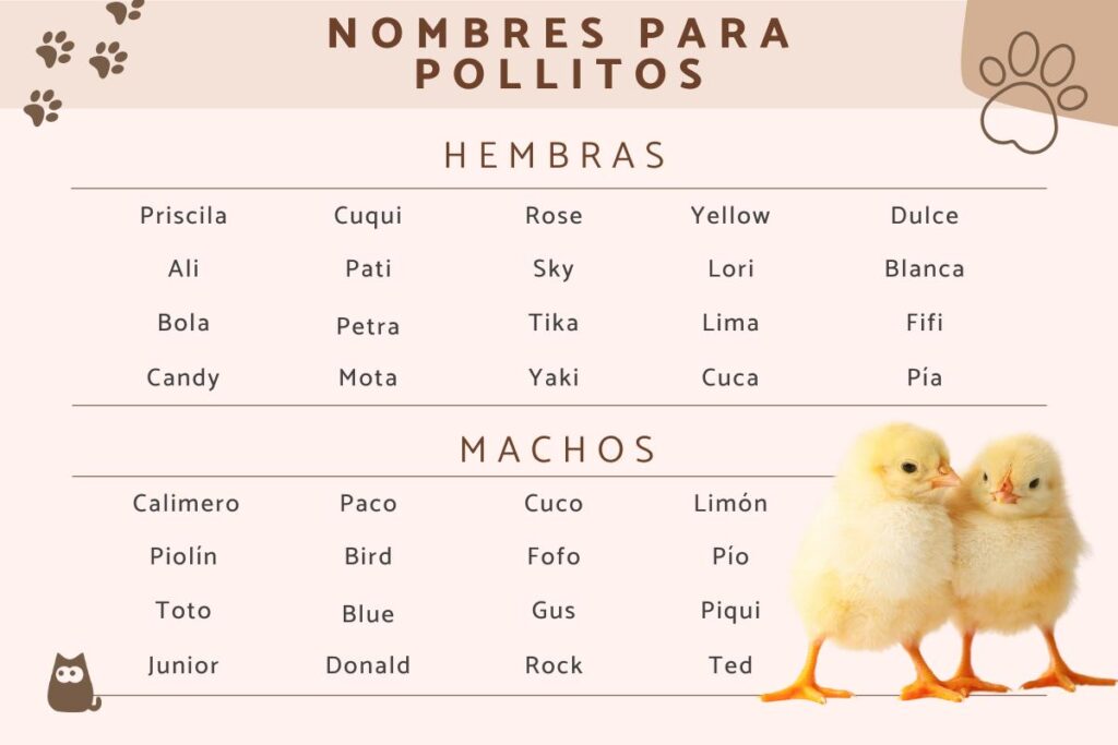 Cómo elegir nombres únicos y adorables para tus pollitos | Guia Animal