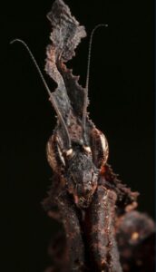Cómo identificar 20 fascinantes tipos de mantis religiosas | Guia Animal