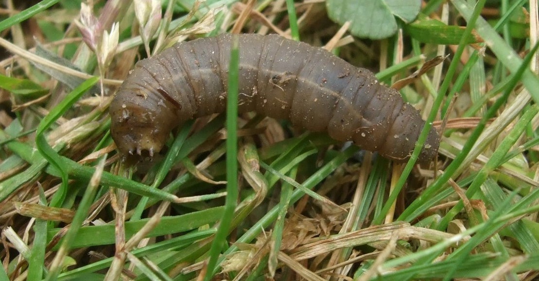 Cómo identificar gusanos venenosos de jardín y protegerte eficazmente ...