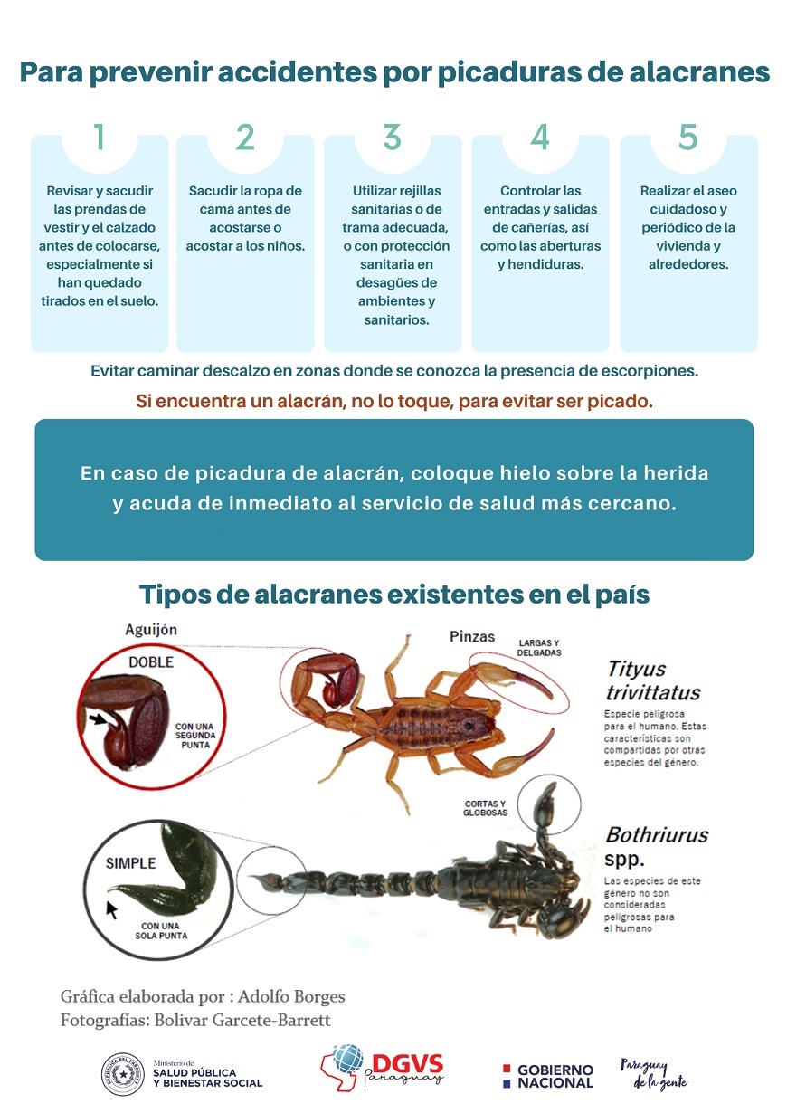 Cómo identificar qué comen los alacranes bebés y pequeños | Guia Animal