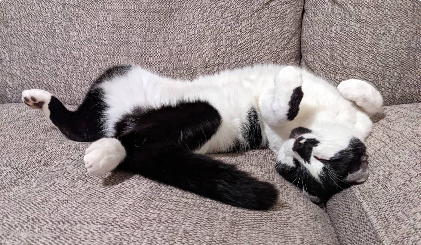 Cómo los gatos menstrúan y qué hacer durante su celo | Guia Animal