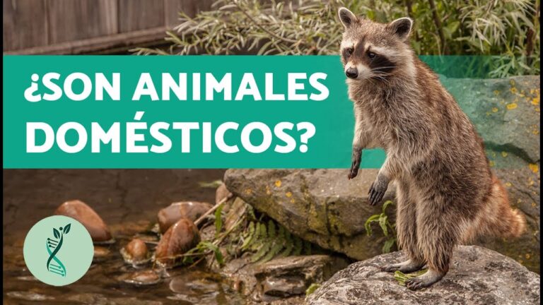Cómo nacen los mapaches y qué los hace únicos en su hábitat | Guia Animal