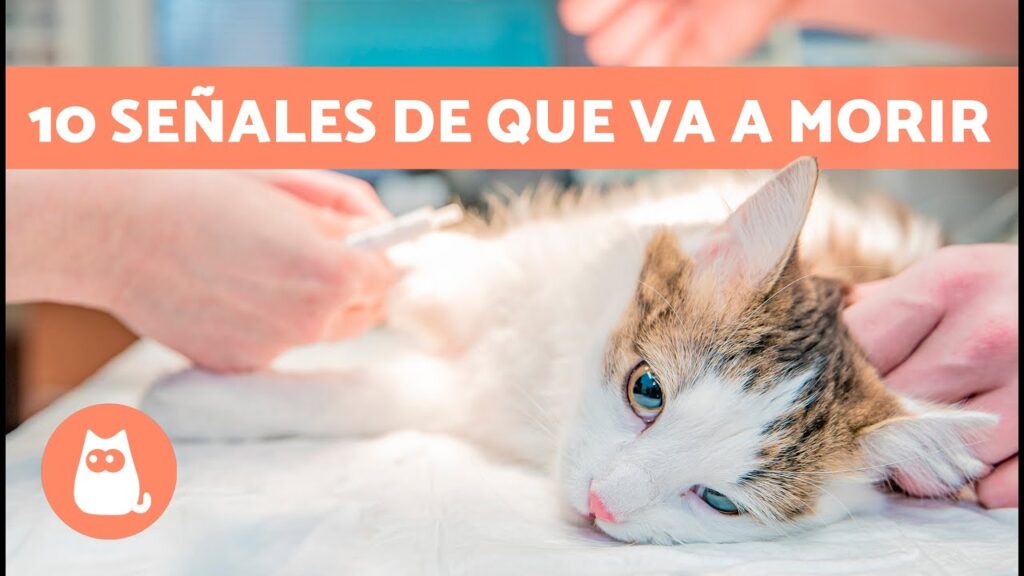Cómo saber si mi gato está muriendo y cuánto dura agonizando | Guia Animal