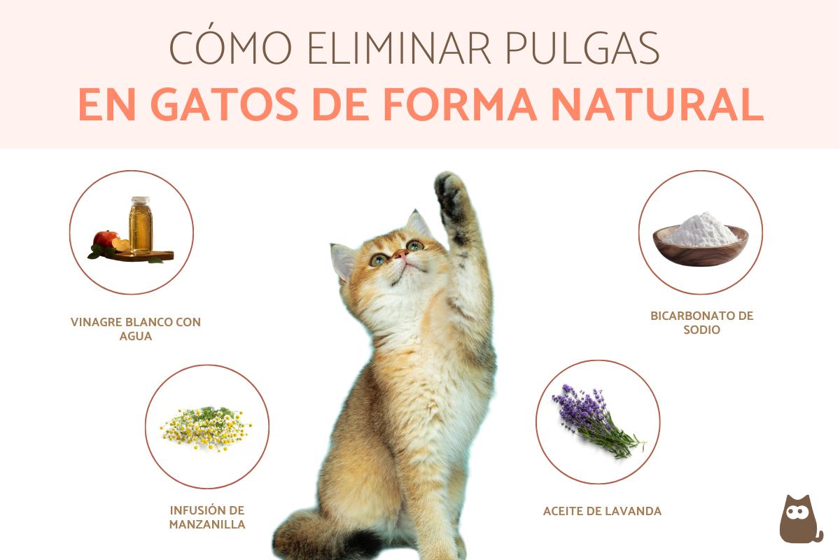 Cómo usar bicarbonato para matar pulgas en gatos de manera segura ...