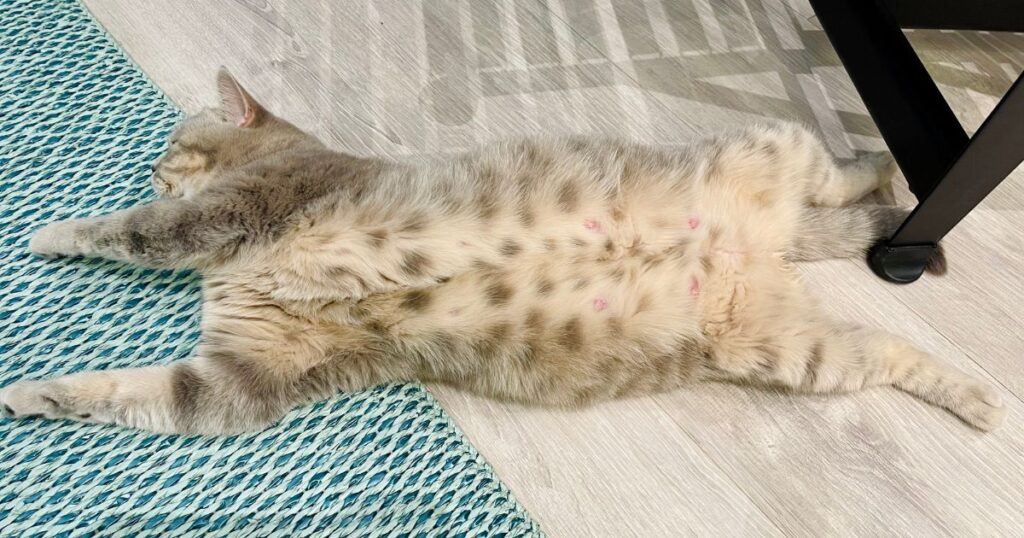 Cuánto dura el embarazo de una gata y cómo cuidarla mejor | Guia Animal