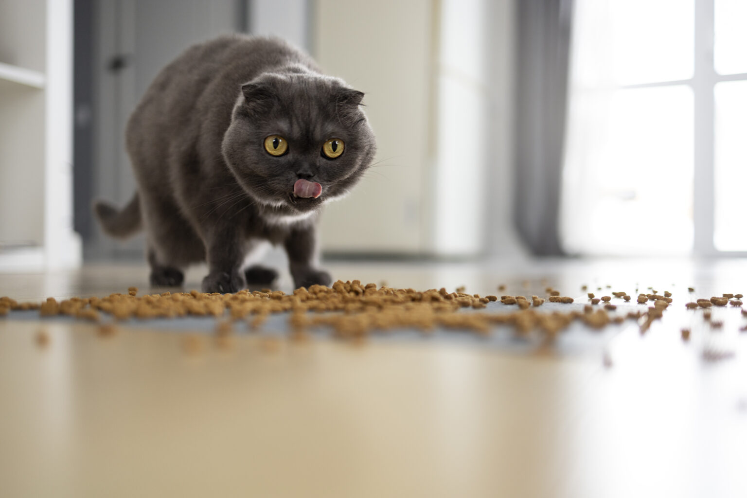Cuanto dura un gato sin comer: riesgos y qué hacer | Guia Animal