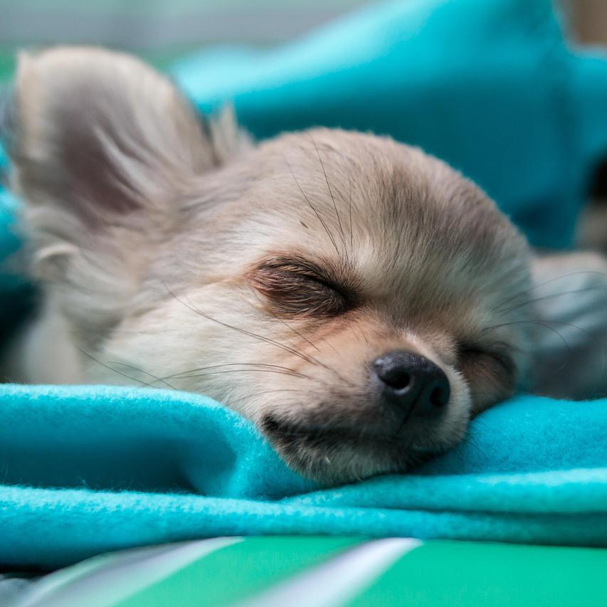 Cuántos cachorros puede tener una chihuahua y cómo asegurar su salud ...