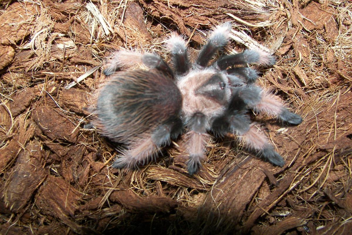 Donde viven las tarantulas: hábitats, especies y regiones | Guia Animal