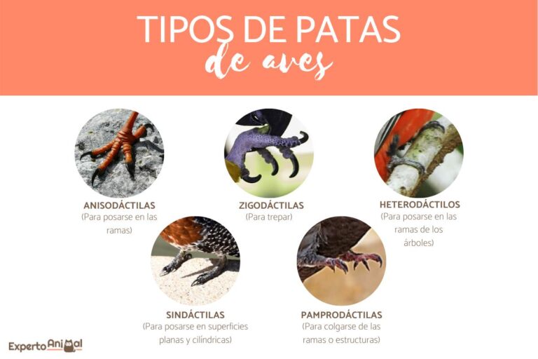 Patas de aves, patas de pajaro, pata de aves: guía y tipos | Guia Animal