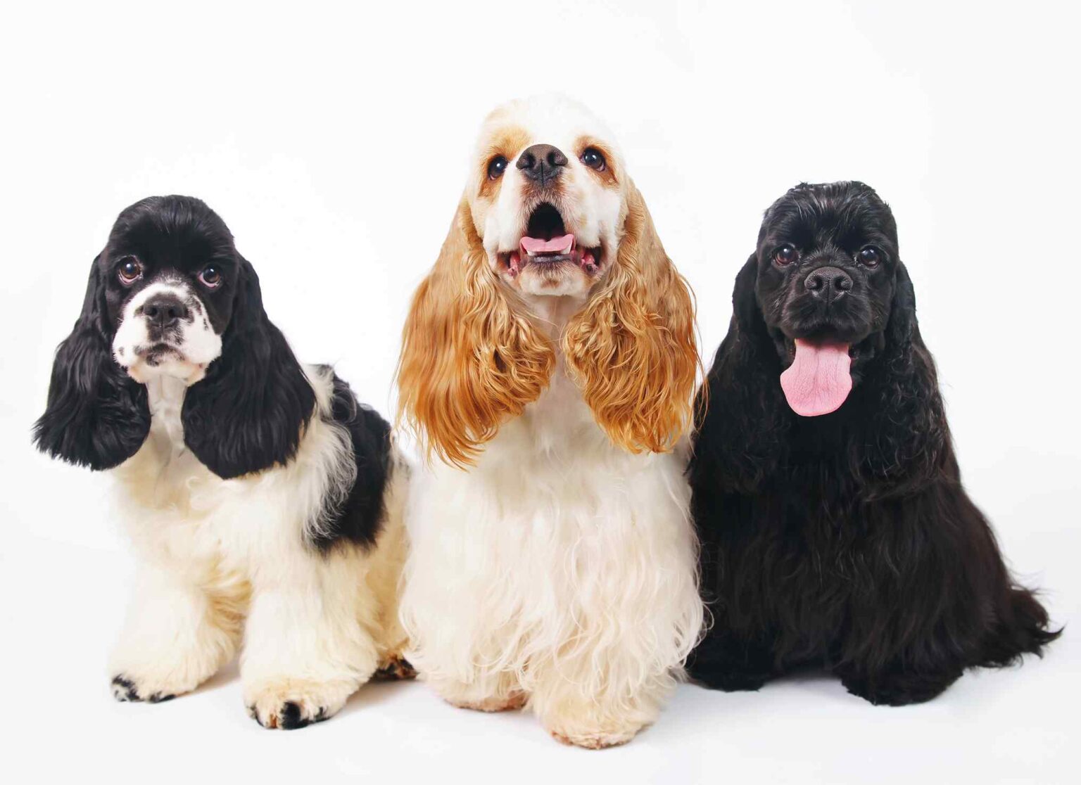 Perros cocker spaniel americano, cocker americano: cuidados | Guia Animal