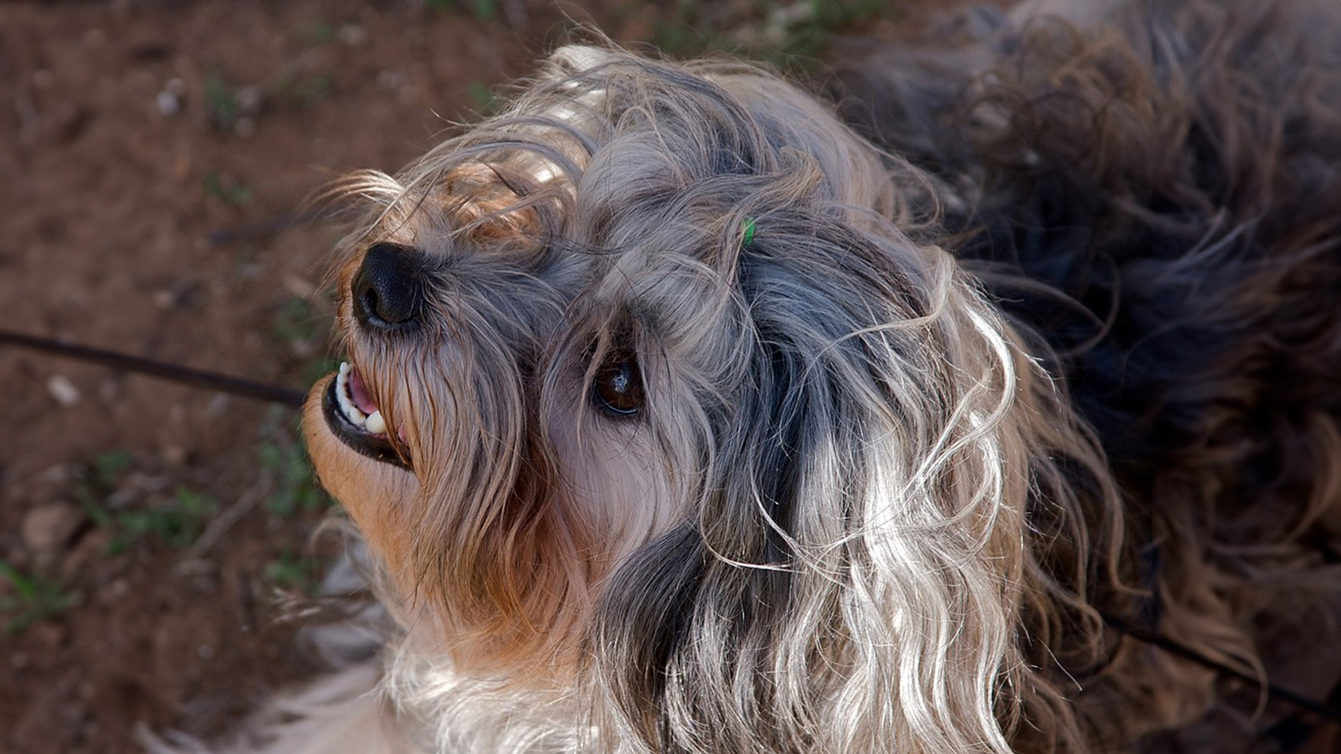 Por qué el lowchen es el perro pequeño león que debes conocer | Guia Animal