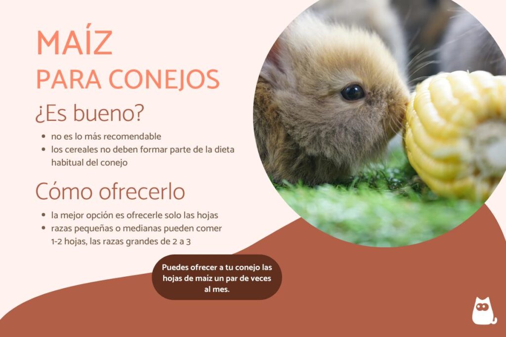 Por qué los conejos pueden comer elote solo como premio ocasional ...
