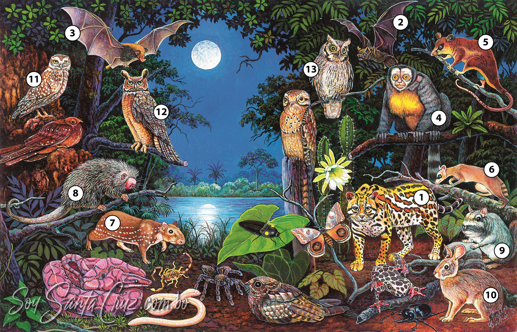 Qué beneficios ofrecen los 10 animales nocturnos con ejemplos | Guia Animal