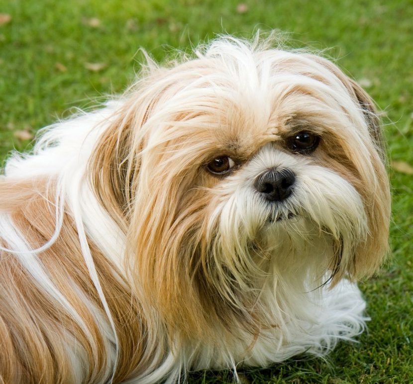 Qué beneficios trae un mal shi a tu hogar y cómo cuidarlo | Guia Animal