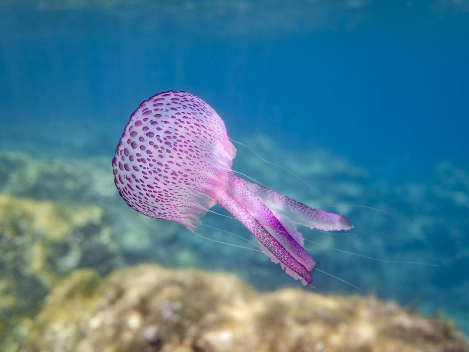 Qué come la medusa y cómo influye en el ecosistema marino | Guia Animal