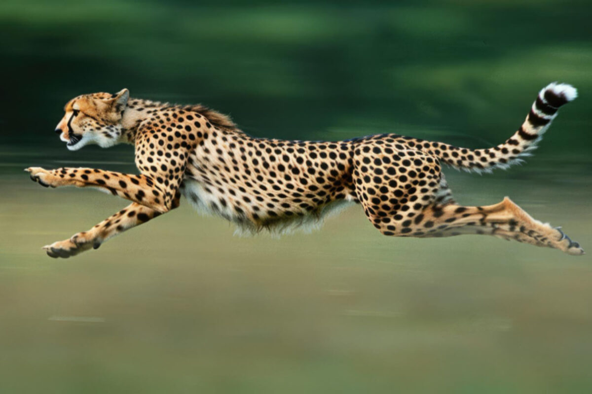 Qué datos curiosos del puma necesitas conocer para admirarlo más | Guia ...