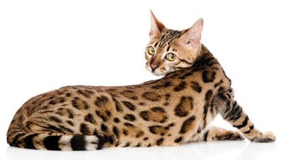 Qué gato con manchas es ideal para ti Descubre razas únicas | Guia Animal