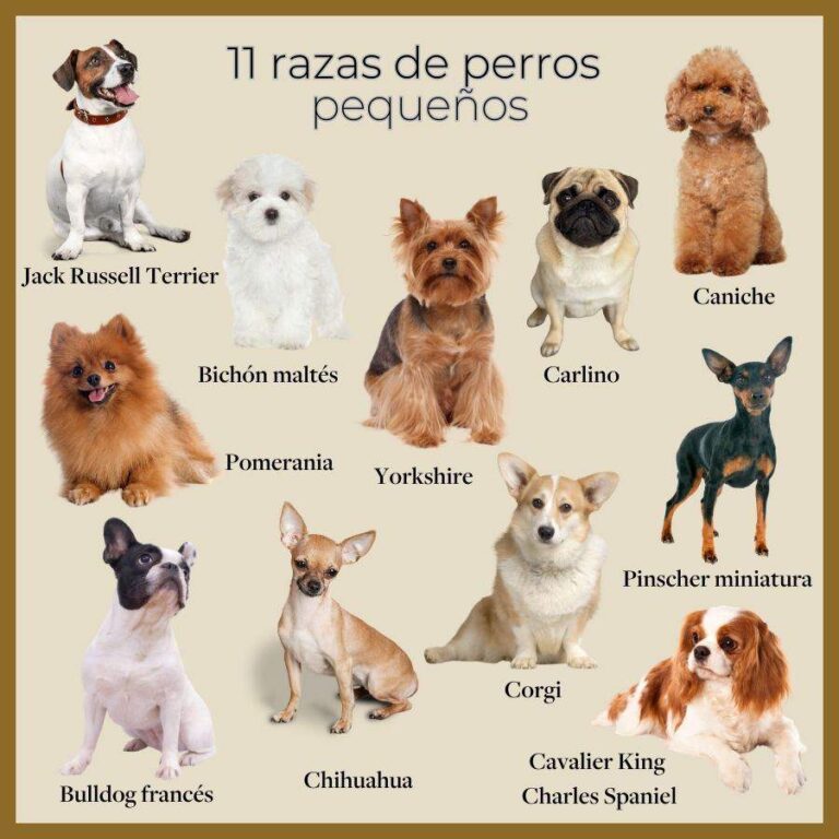 Qué razas de perros bonitos destacan entre los más adorables | Guia Animal