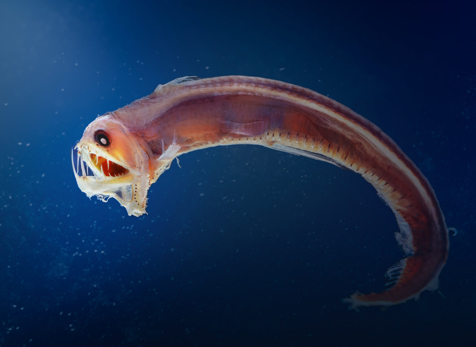 Qué secretos esconden los peces más raros del mundo bajo el mar | Guia ...