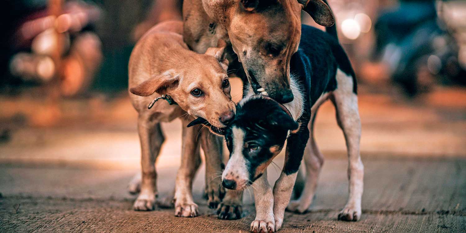 Qué secretos guardan las razas de perro italiano para tu hogar | Guia ...